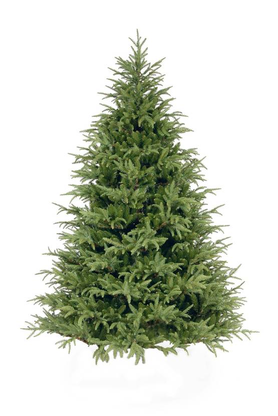 JOULUKUUSI AITO LUONNON KUUSI Erittäin hyvä 1-laatuinen luonnonkuusi ...