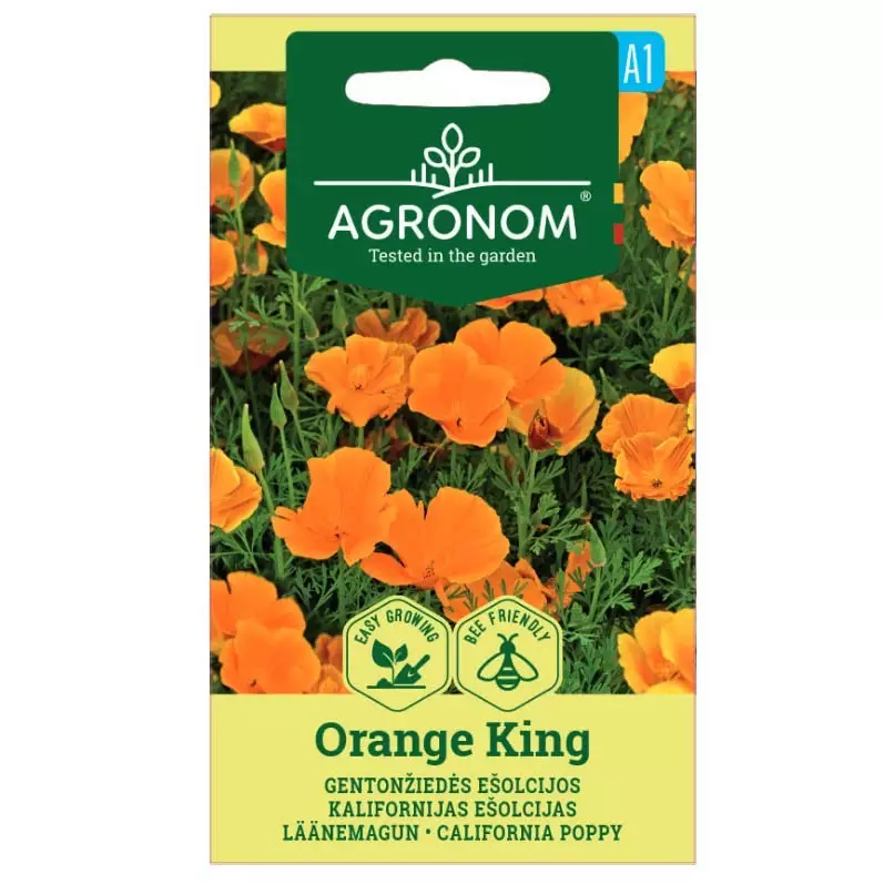 Kalifornian unikko Orange King Ihana oranssi kesäkukka puutarhaan ...