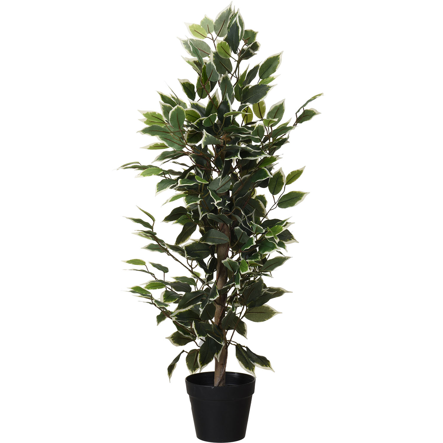 Koristekasvi Fiikus 95 cm lajitelma Ikivihreä viherkasvi ruukussa ...