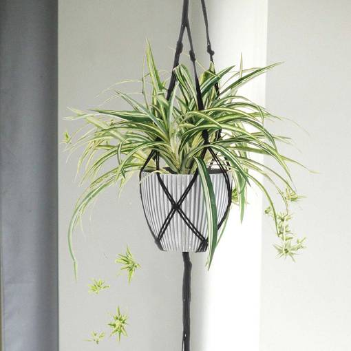 Amppelit ja amppelikoukut | Tuontitukku.fi verkkokauppa