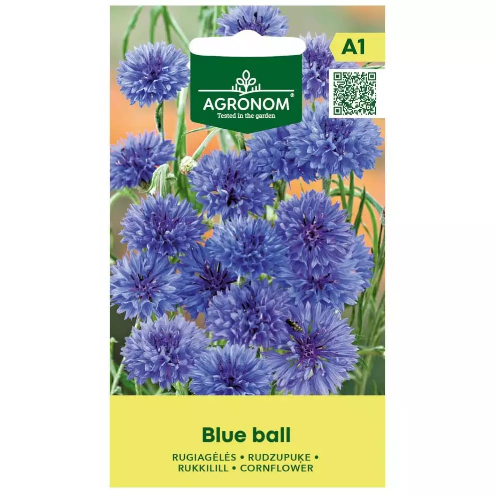 Ruiskukka Blue Ball Ihana sininen yksivuotinen kukka - Tuontitukku.fi ...